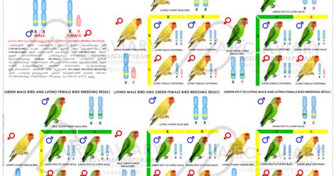 സെക്സ് ലിങ്ക് റീസെസ്സിവ് മ്യൂട്ടേഷൻ Sex Linked Recessive Mutation