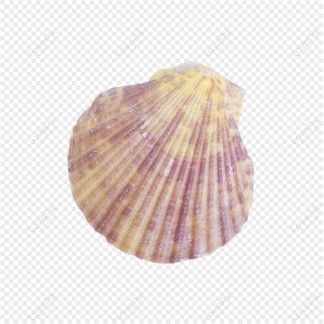 조개 이미지 사진 및 Png 일러스트 무료 다운로드 Lovepik