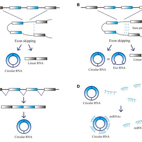 Possible Models And Function Of Circrna Biogenesis A Lariat Driven