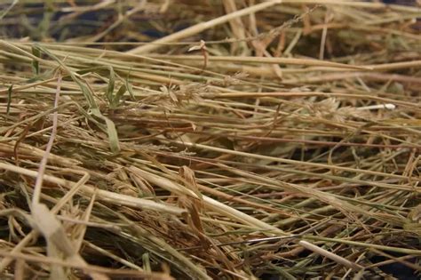 Indexing Content From Drupal 8 Using Elasticsearch Lullabot