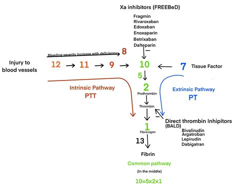 Coagulation Pathway And Anticoagulants Hospitalist X