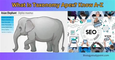 What Is Taxonomy Apex Applications Importance A Z 2025