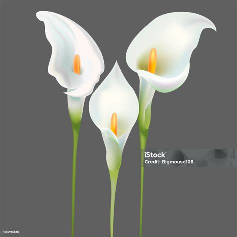 사실적인 상세한 3d 화이트 칼라 릴리 세트 벡터 0명에 대한 스톡 벡터 아트 및 기타 이미지 0명 3차원 형태 개념 Istock