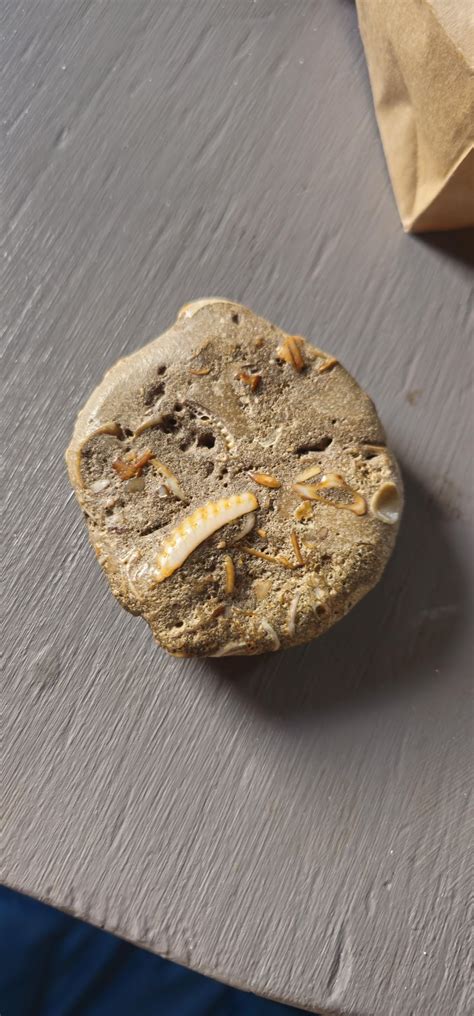 Fossilized Shell Rock R Fossilid