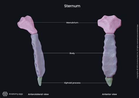 Sternum Anatomy App