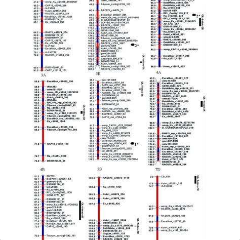 Simplified Genetic Maps Of Nine Chromosomes Showing Qtl For Leaf Rust