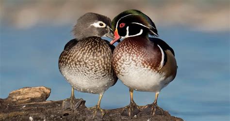 Wood Duck Sightings Map All About Birds Cornell Lab Of Ornithology