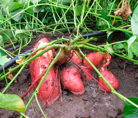 Planta De Batata En Interior