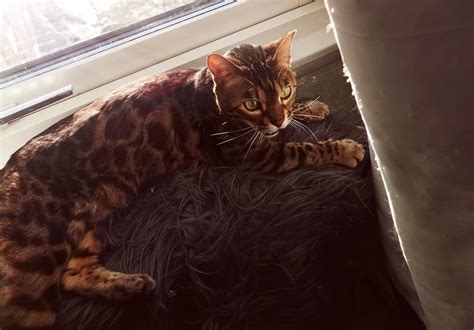 Lil Leopard Rbengalcats