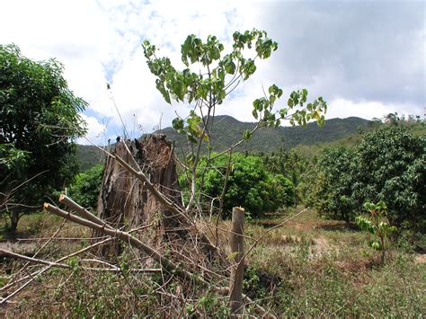 Kaingin Philippin News Collections