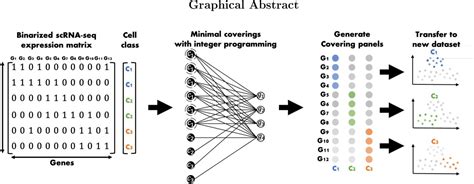 Cellcover Captures Neural Stem Cell Progression In Mammalian Neocortical Development Biorxiv
