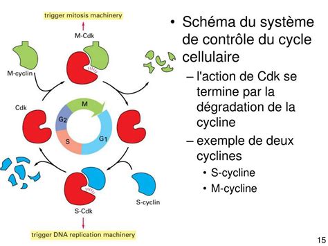 Ppt Le Cycle Cellulaire Powerpoint Presentation Free Download Id 442993