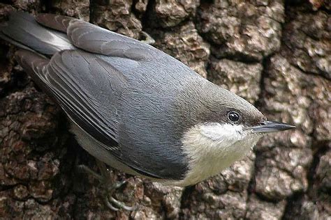 Pygmy Nuthatch Bwd Magazine