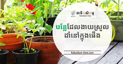 ដាំដំណាំងាយៗនៅផ្ទះ នាទីកសិកម្ម Kaksekam Time