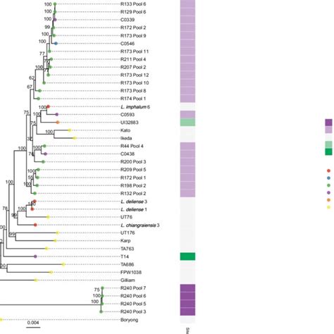 A Maximum Likelihood Phylogenetic Tree Produced Using Iqtree From All