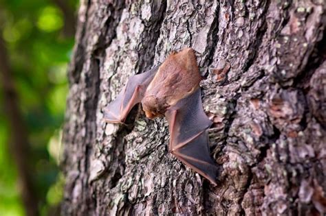 Benefits Of Bats To Plant Life