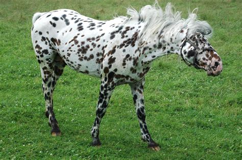 Hee Pipi Langstrumpf Foto And Bild Tiere Haustiere Pferde Esel Maultiere Bilder Auf