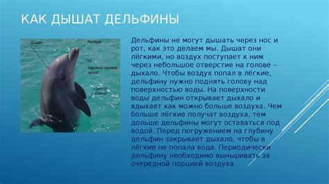 Исследовательская работа на тему «Люди и дельфины презентация онлайн