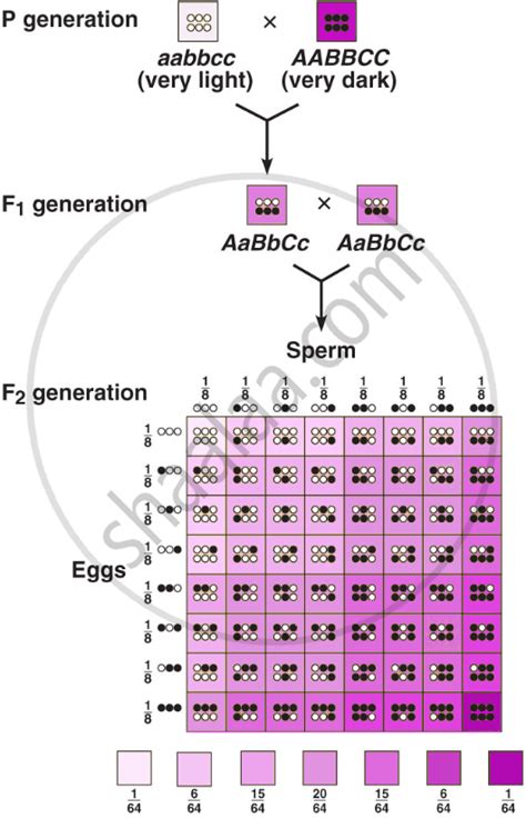 Extensions Of Mendelian Genetics Deviation From Mendelism Polygenic Inheritance Shaalaa Com