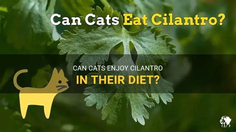 Can Cats Enjoy Cilantro In Their Diet Petshun