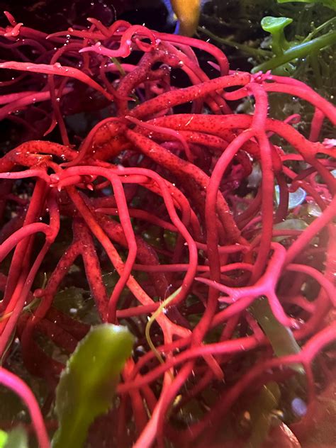 Spaghetti Tongue Gracilaria Macroalgae Gracilaria Sp Mosaicmacros