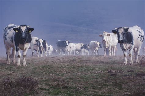 Асоциация за автохтонни породи кози в България Асоциация за автохтонни породи кози в България