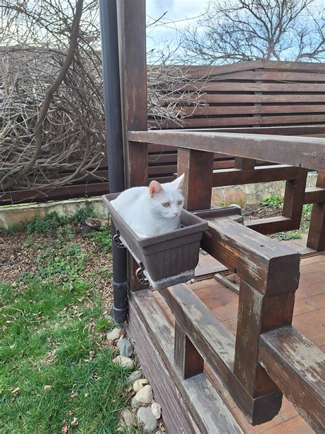 Springtime In Garden Album On Imgur