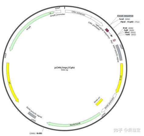 亚细胞定位载体 内质网定位质粒 知乎
