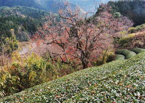 冬の残り柿 風景写真