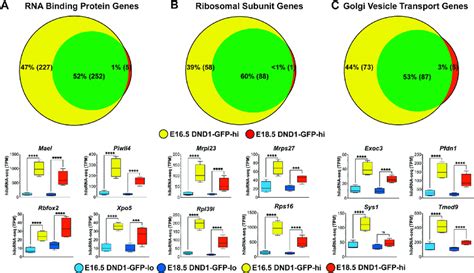 In Dnd1 Gfp Hi Cells Most Transcripts For Proteins Involved In Rna