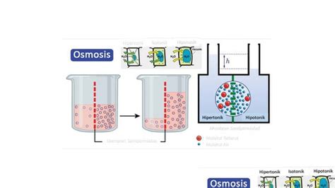 Presentation1pptx Kumpulan Media Gambar Untuk Mpi Ppt