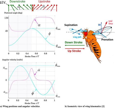 Schematic Representation Of Insect Wing Kinematics And Positional