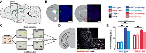 Mpfc Projecting Vhip Neurons Are Selectively Activated During Download Scientific Diagram