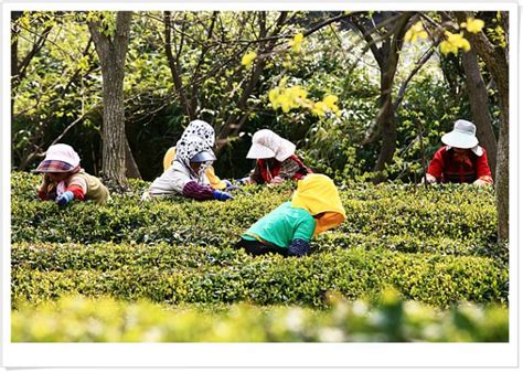 화개 차밭 19번국도