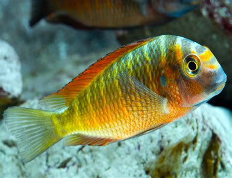Tropheus Moliro Cichlid Tropheus Cichlids Identification Facts