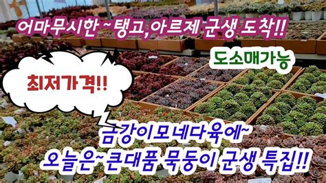 묵은 새다육 군생도소매가능~사이즈 중대품 도착 귀한탱고군생대품대품아르제 화이트스노우 미니벨등 풍성한 군생 좋은가격에