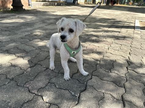 말티숑 쫑 포메라니안성격 말티즈성격 말티푸성격 푸들성격 먼치킨성격 랙돌성격 브리티쉬숏헤어성격 스코티쉬폴드성격 러시안블루성격 강아지성격 고양이성격 털안빠지는비숑프리제 털안