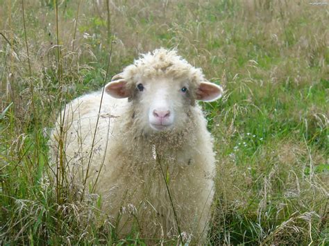 Łąka Owca Trawa Na Pulpit