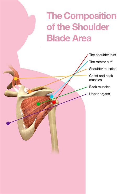 Pain Between Shoulder Blades Causes Treatment