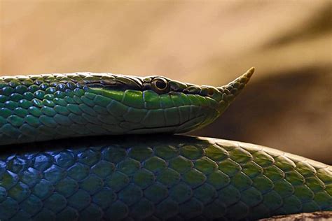 Snakes Picture Animal Graphic Vector Picture Animal Graphic Png And
