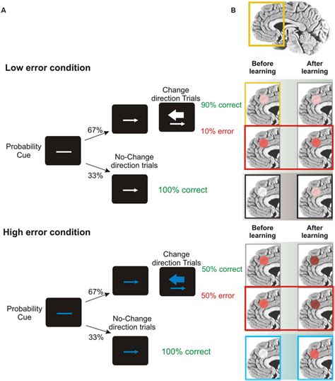 Role Of Acc In Predicting Error Likelihood A Temporal Sequence Of