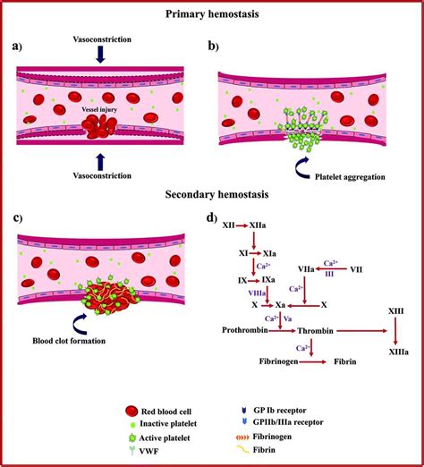 Understanding The Process Of Primary Hemostasis Wiremystique