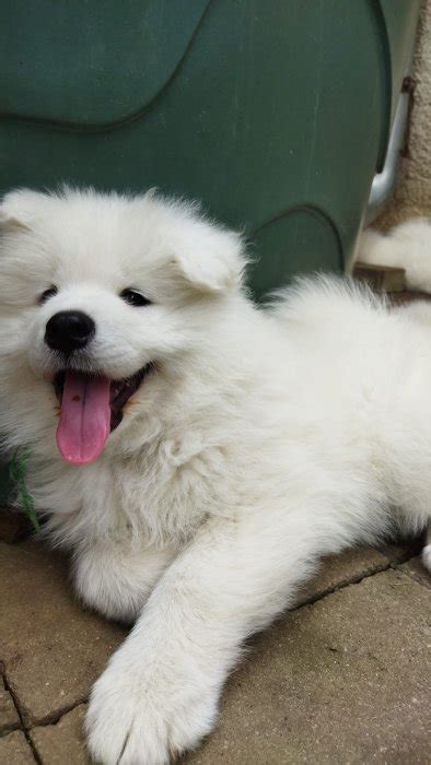 Samojed štěňátko Zlín část Zlín Prodám Chovzvířatcz