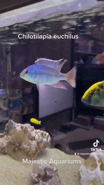 Chilotilapia Euchilus Youtube