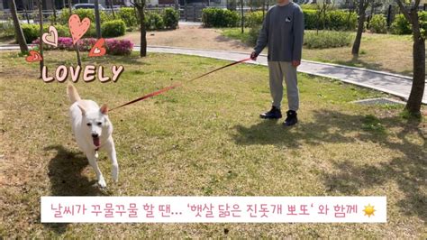 날씨가 꾸물꾸물할 땐… ‘햇살 닮은 진돗개 뽀또와 함께 ☀️😘☀️ Youtube