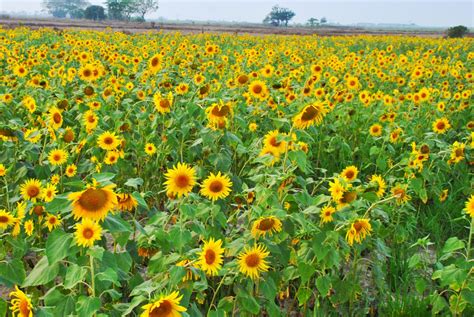 ဝေါမြို့နယ်တွင် စားသုံးဆီဖူလုံရေးအတွက် နေကြာအပါအဝင် ဆီထွက်သီးနှံ၆၀၁၅