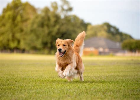 The 5 Different Golden Retriever Colors With Coat Pictures