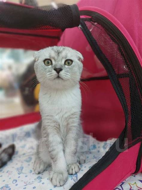 Шотландский вислоухий клубный котик в наличии Цена 20 000₽ во Владивостоке