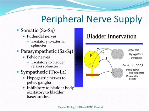 Urinary Bladder Anatomy 2 Pdf Biological Sciences Science