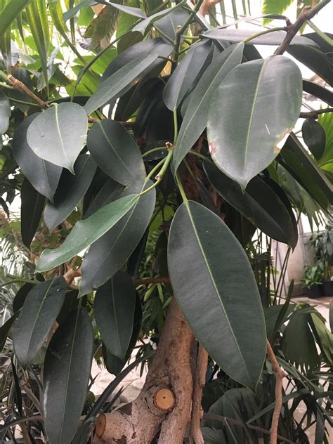 Ficus Elastica Bessey Greenhouse Richard W Pohl Conservatory
